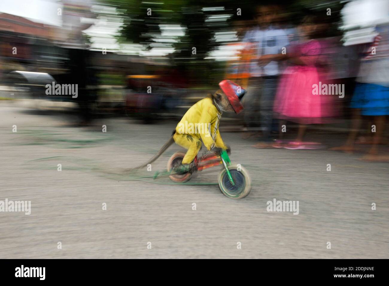 A chained macaque seen wearing a mask on a bike while on action at the ...
