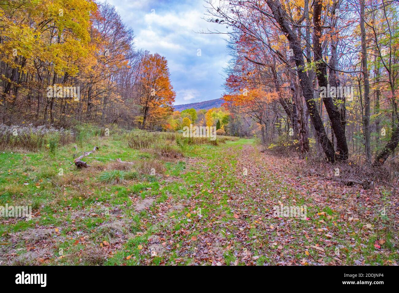 Hidden meadow in the Allegheny Mountains Stock Photo - Alamy