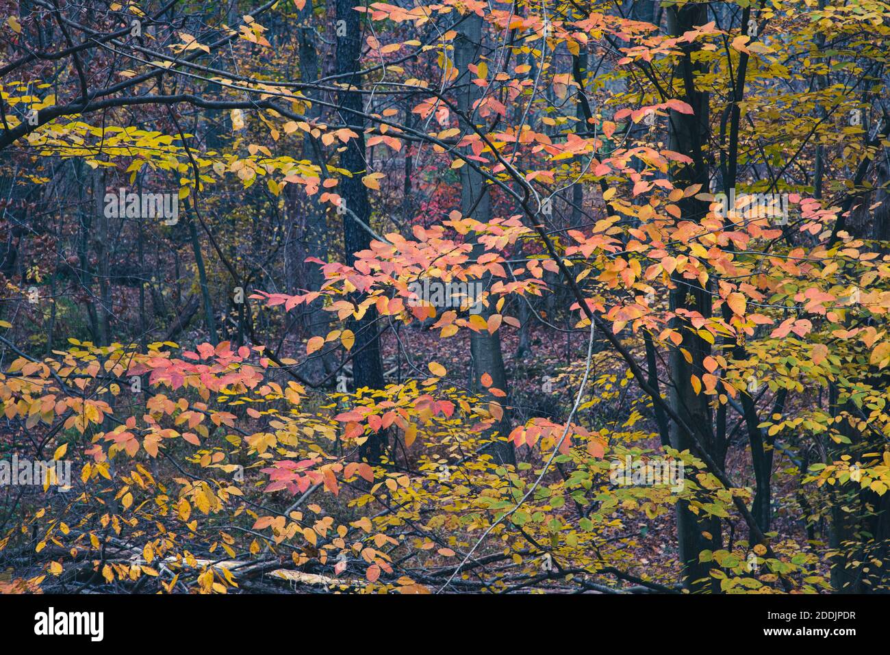 Fall foliage on a gloomy afternoon Stock Photo - Alamy
