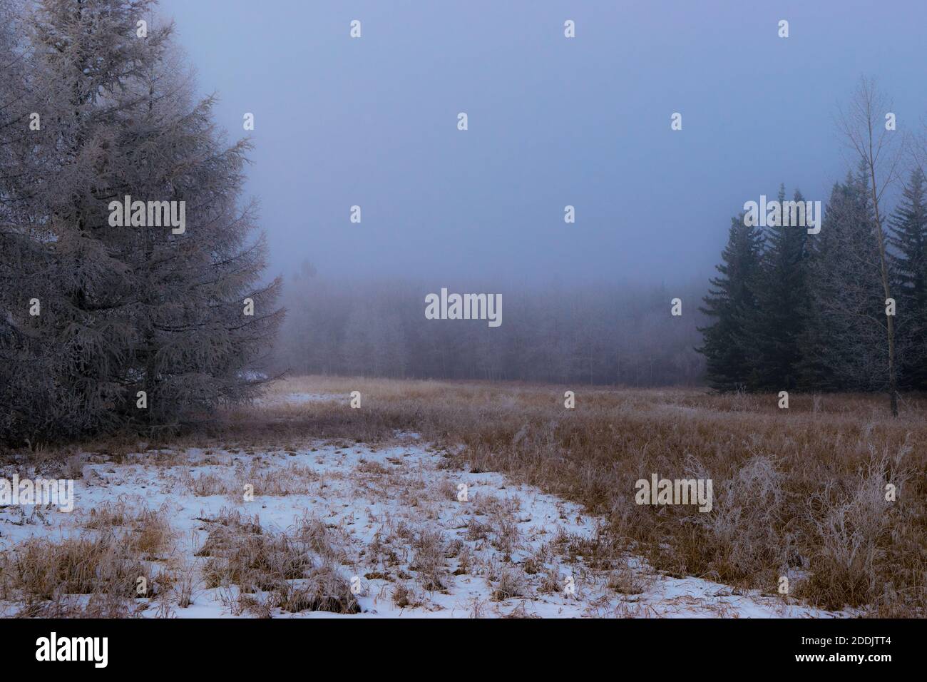 Frosty scenery hi-res stock photography and images - Alamy