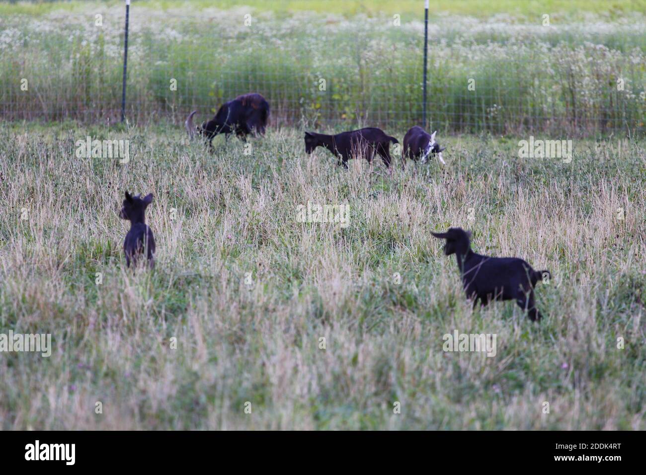 Goats on a Farm Stock Photo - Alamy