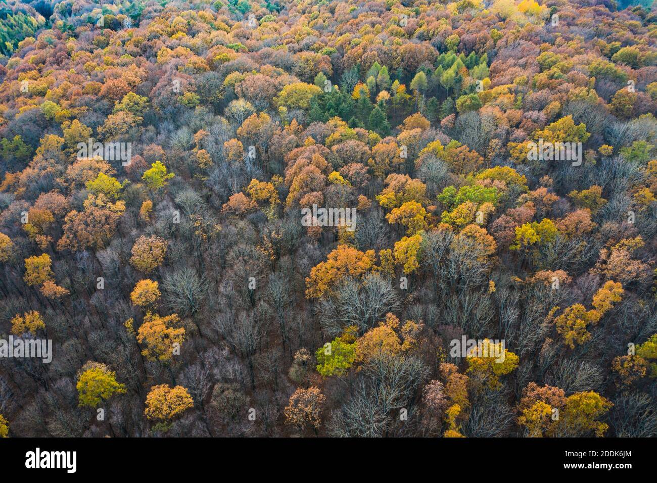 Colorful forest from above in autumn, aerial view Stock Photo - Alamy