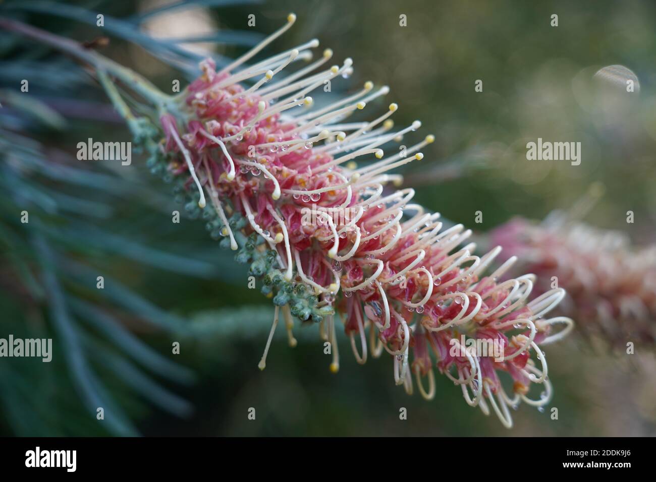 "Misty Pink" Grevillea plant blooming in Brisbane Botanic Gardens, Mt ...