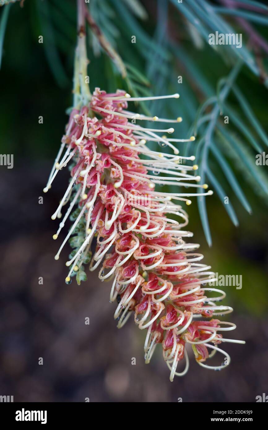 Grevillea misty pink flowering in hi-res stock photography and images ...