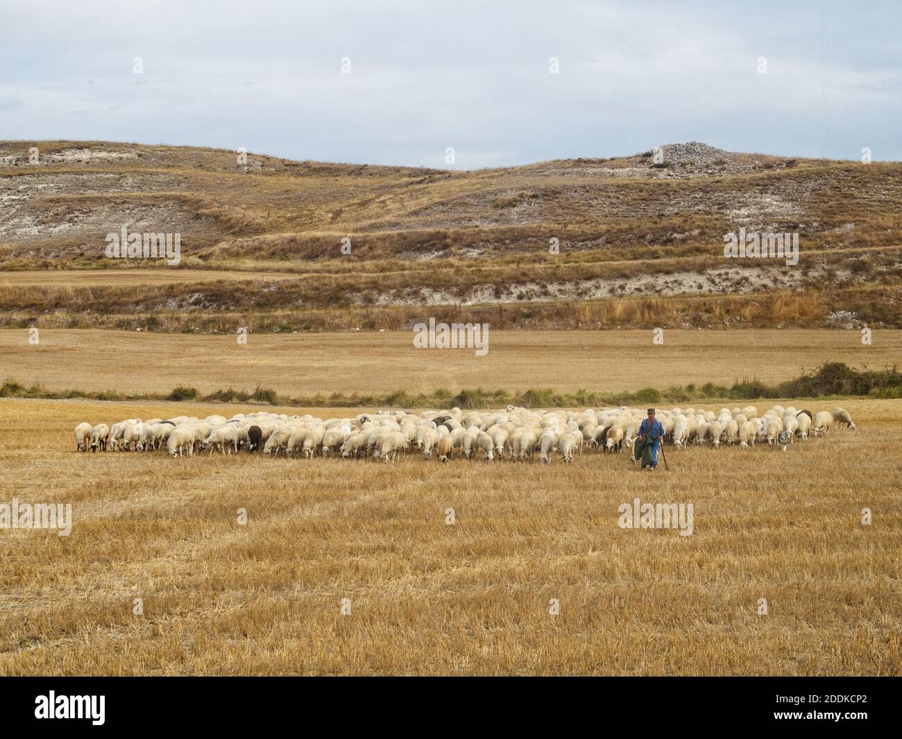 Meseta spain sheep hi-res stock photography and images - Alamy
