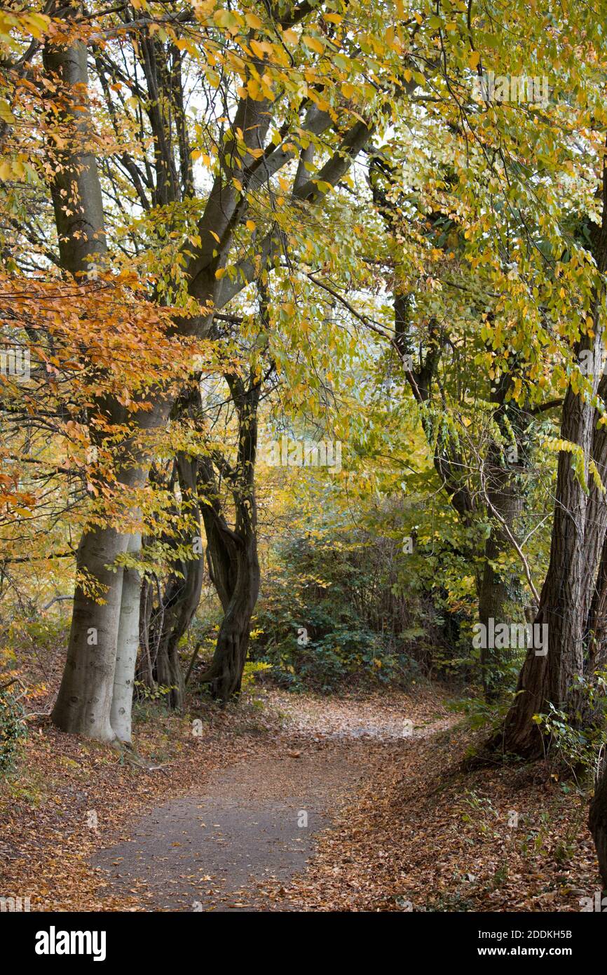 A vertical beautiful shot of an autumn park narrow walkway covered with ...