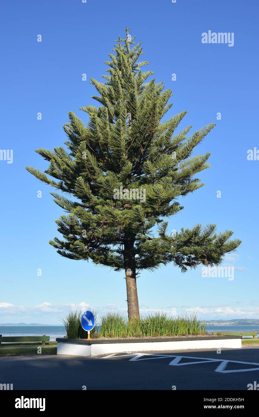 A vertical shot of a beautiful pine tree under the blue sky on the ...
