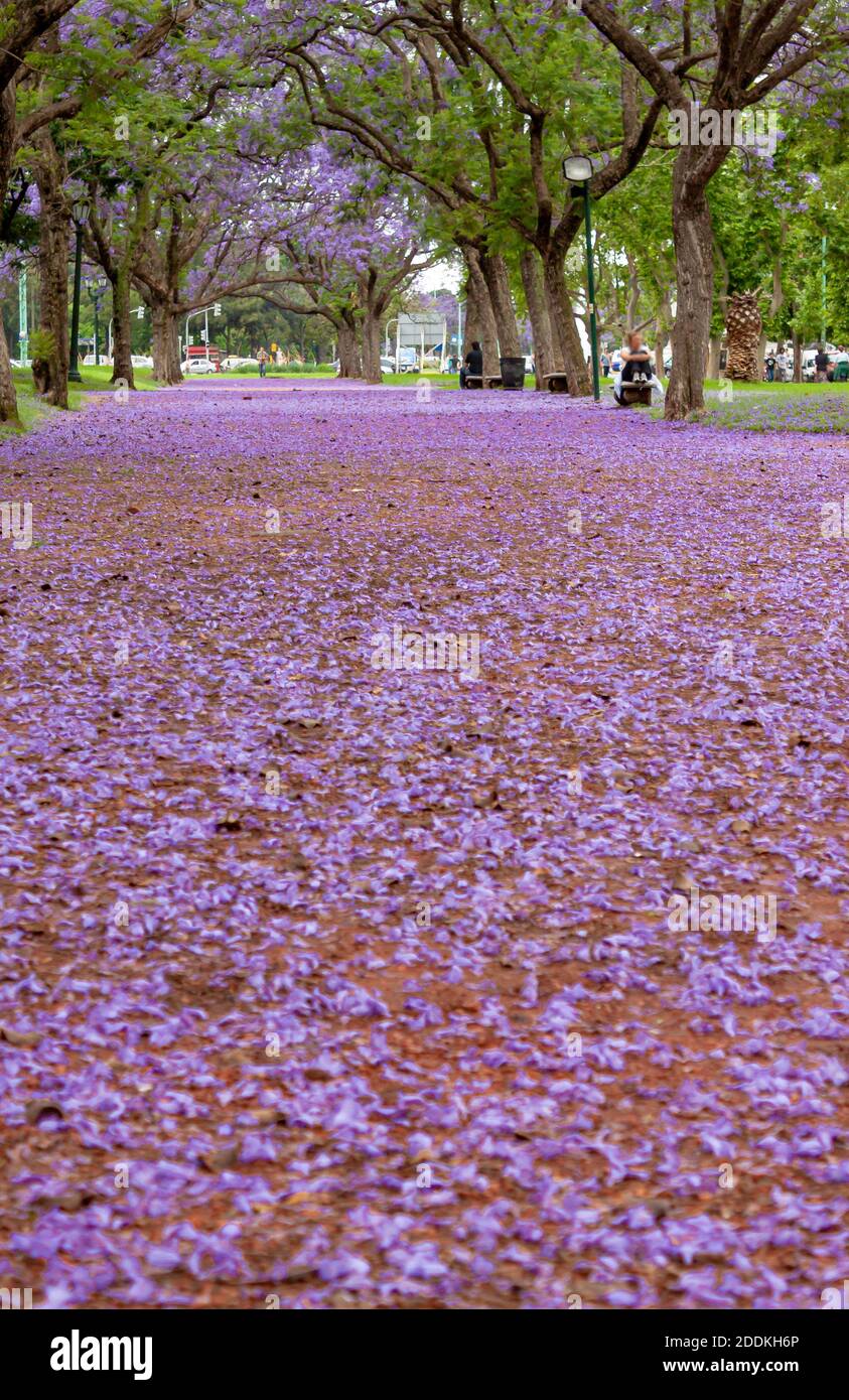 Jacaranda buenos aires hi-res stock photography and images - Alamy