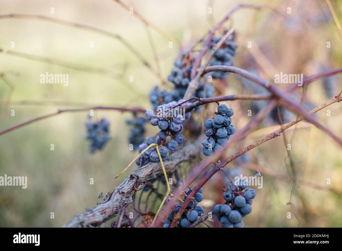 Ice wine. sweetest wine is from grapes shredded Grapevine after first ...