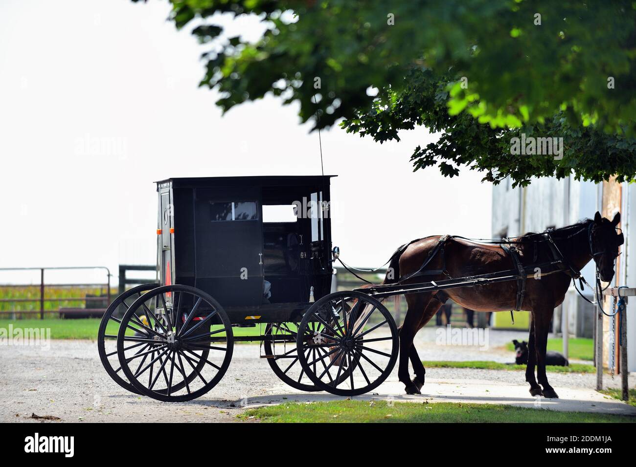 Arthur, Illinois, USA. A horse drawn carriage tied to a hitching post ...