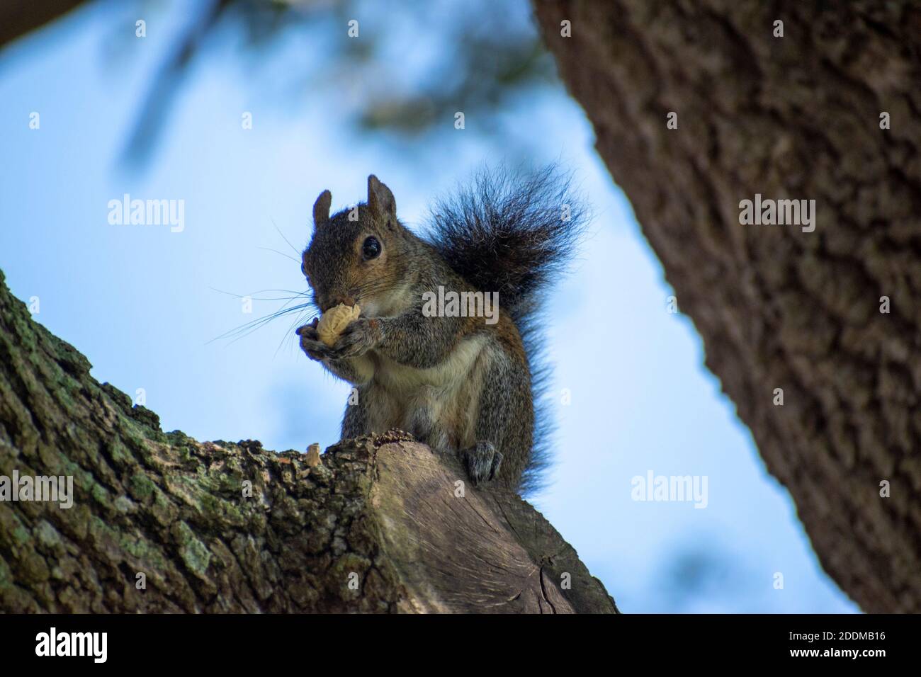 Red squirrel is hiding behind a tree trunk hi-res stock photography and ...