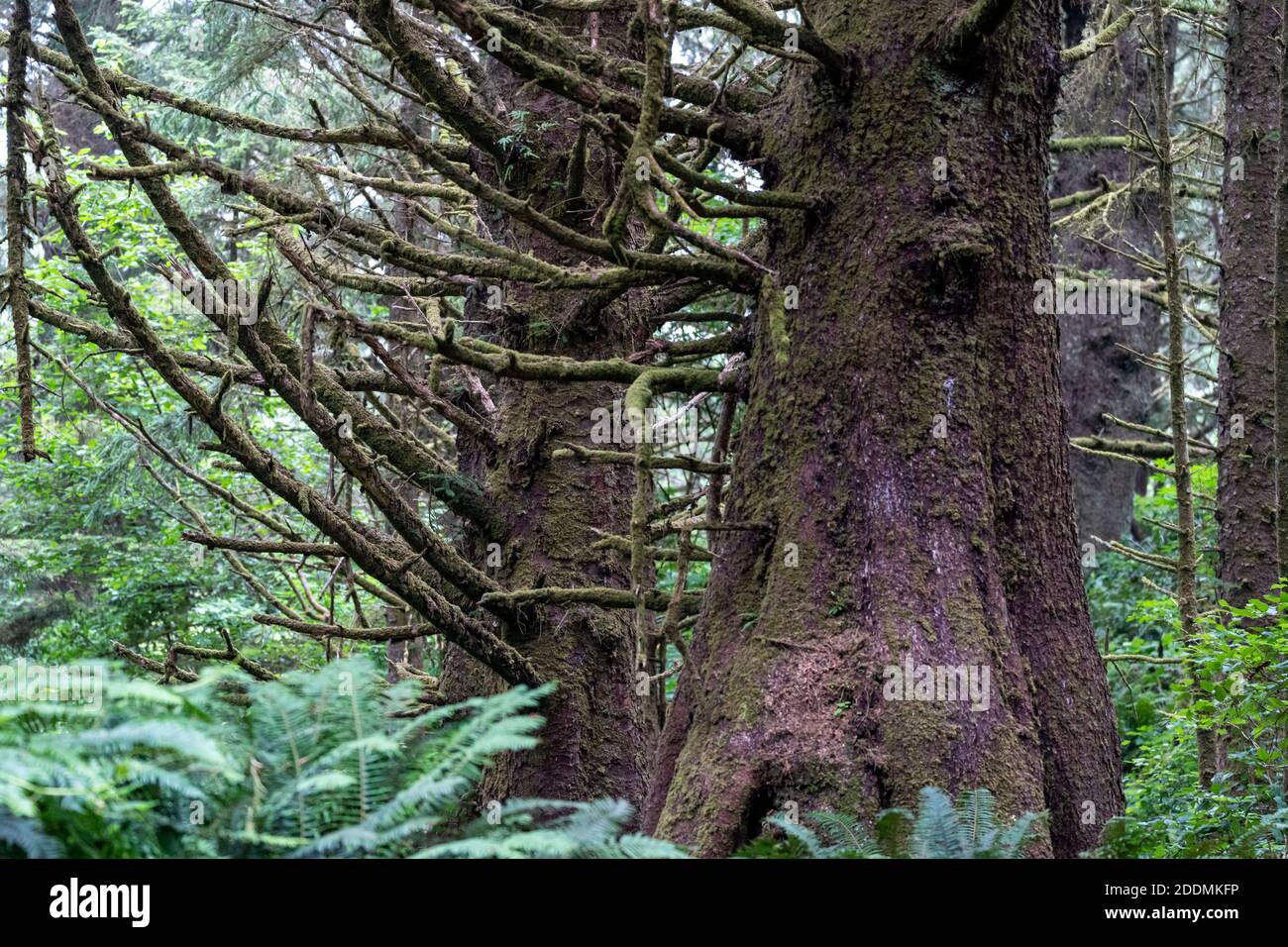 Large trees with moss growing in a rainforest in Cape Disappointment ...