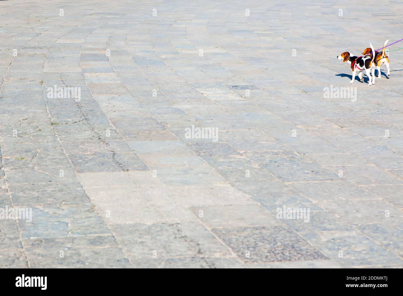 Pair of Beagle dogs on the pavement . Pets on a leash Stock Photo - Alamy