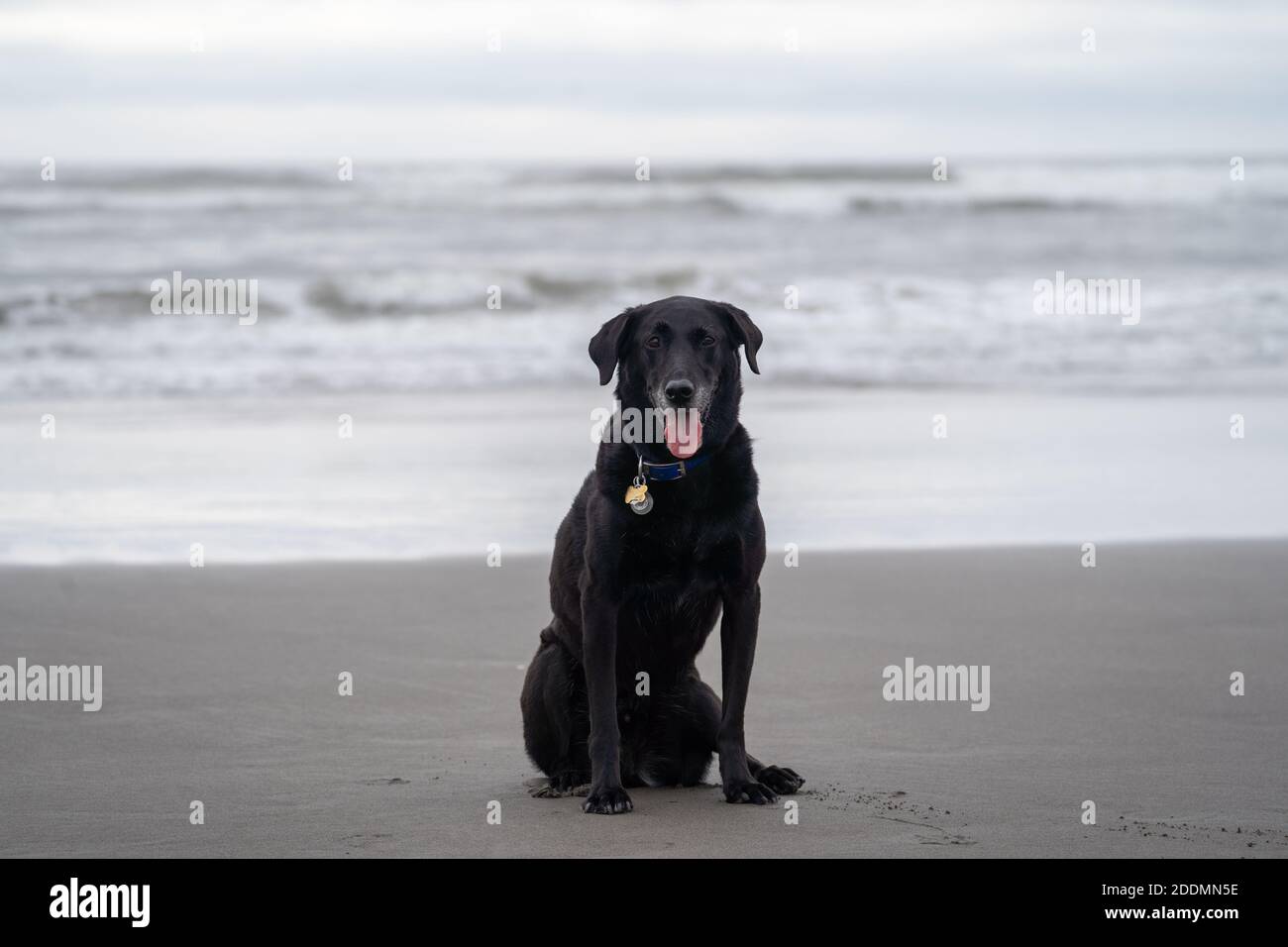 Black Labrador Retriever dog poses and sits on the beach next to the ...