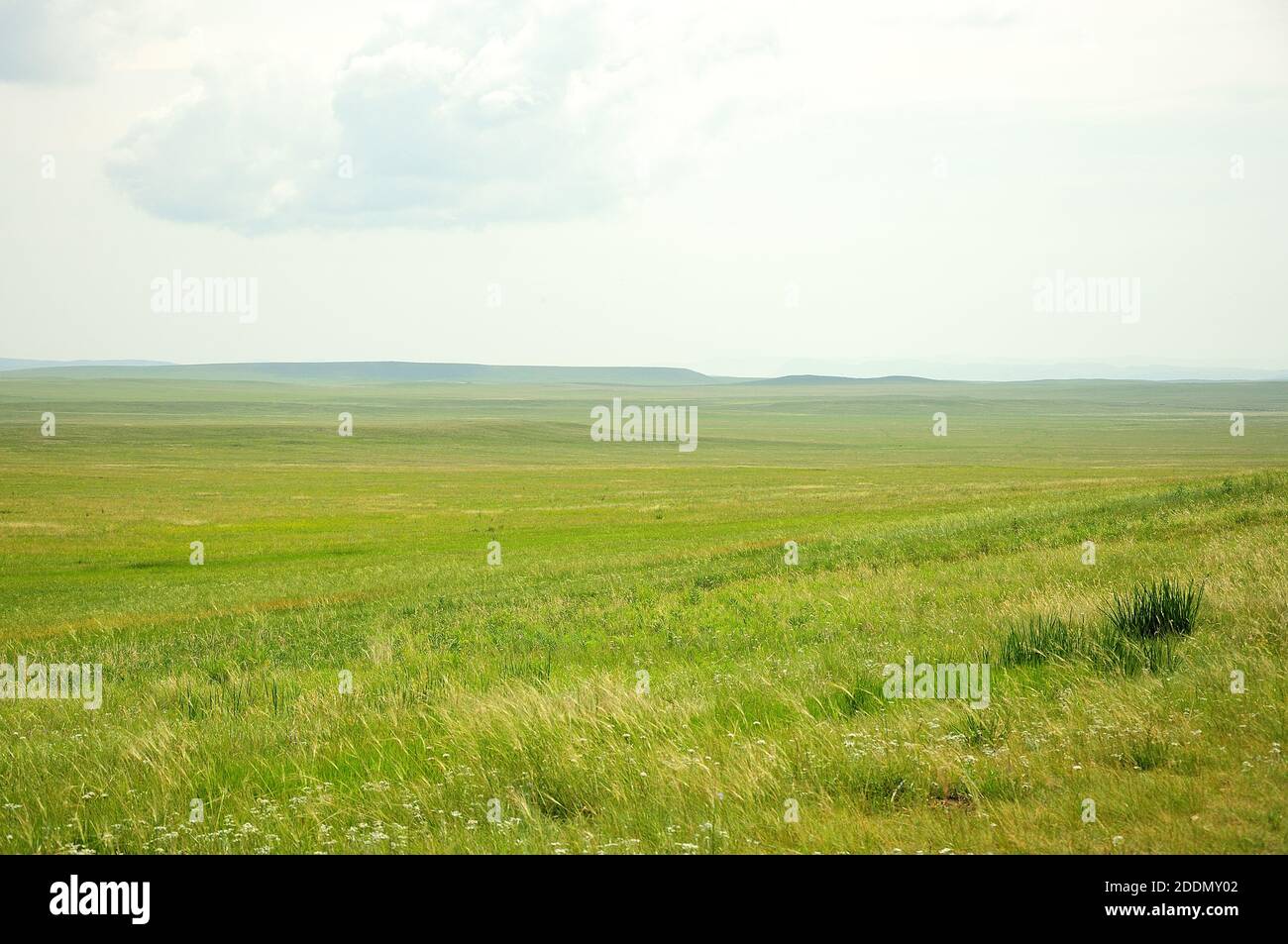 Panoramic shot of endless steppe lying in a fertile valley with ...