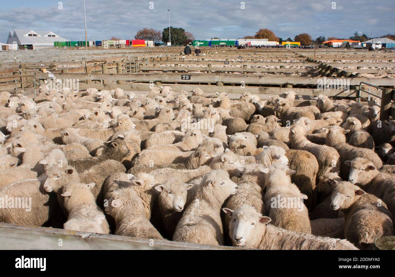 Feilding sale yards new zealand hi-res stock photography and images - Alamy