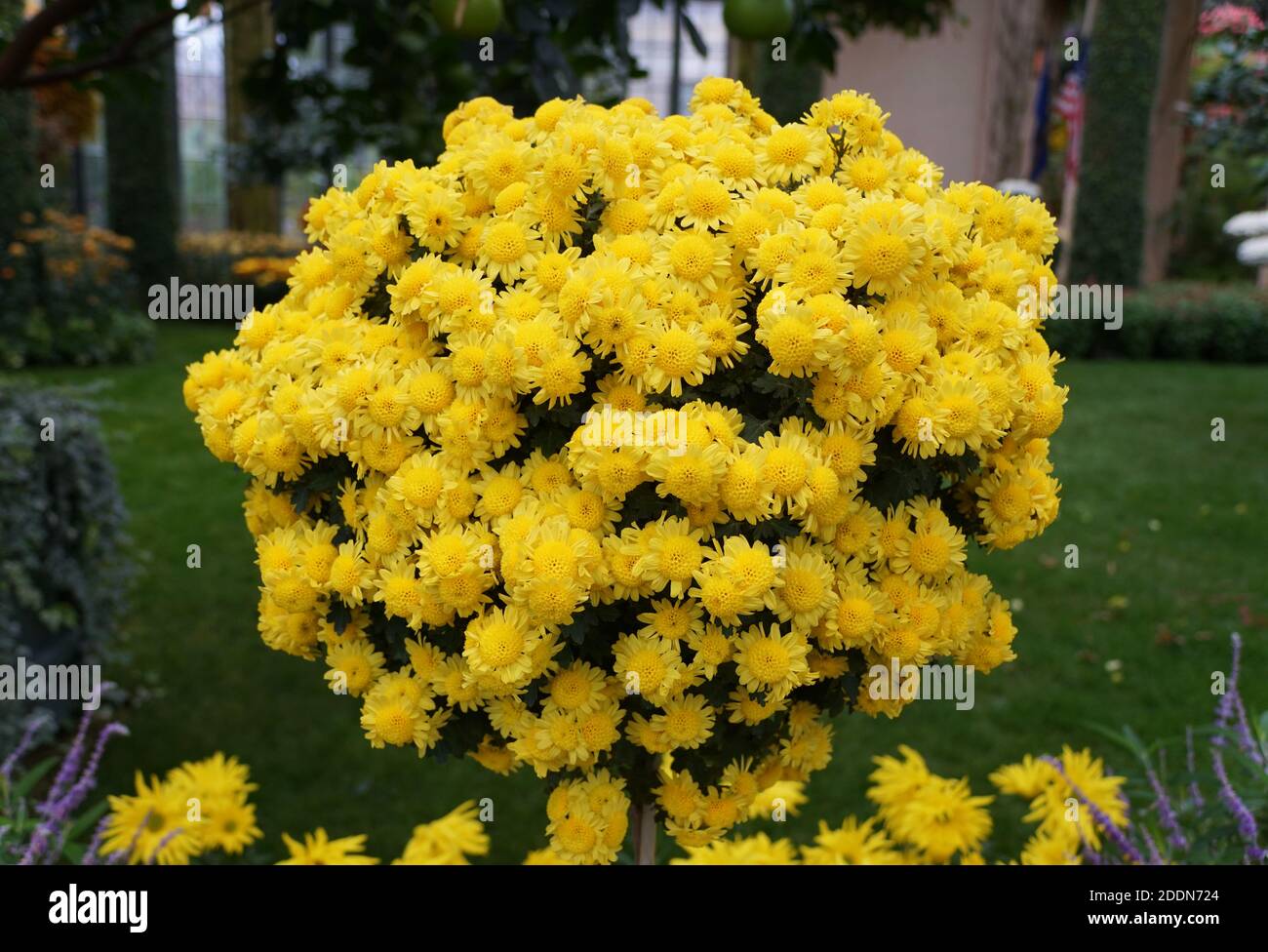 The round shape arrangement of the yellow color of Anemone mum flowers ...