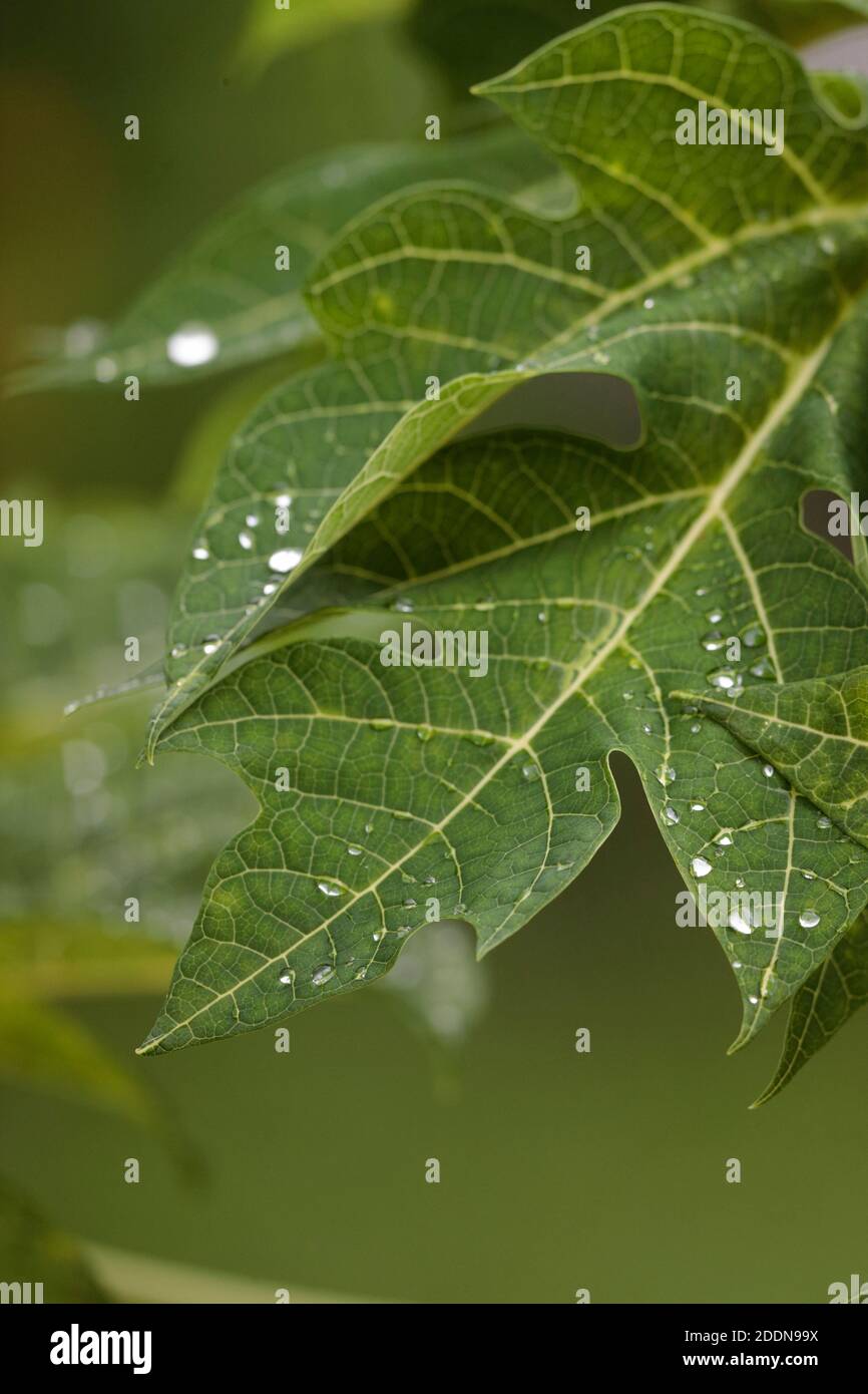 Vertical view of Papaya (Carica papaya) leaves with raindrops, New ...