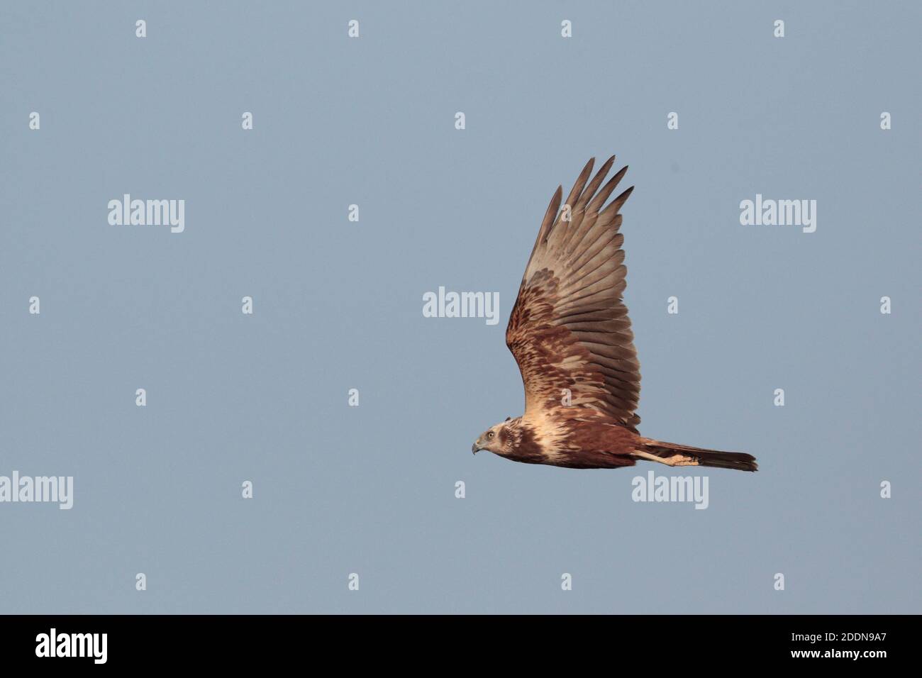 Eastern Marsh Harrier (Circus spilonotus) first-winter bird in flight ...
