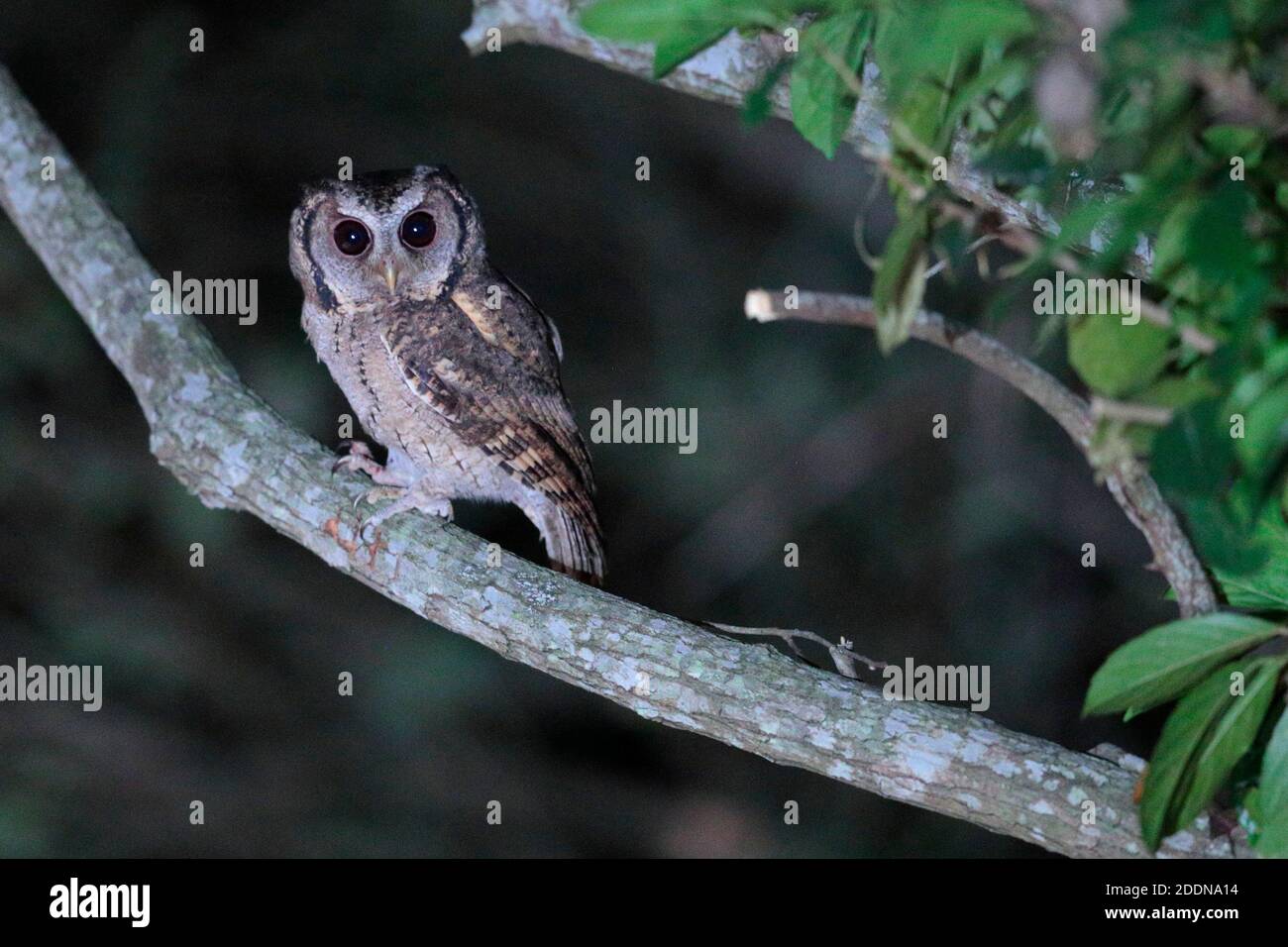 Collared Scops Owl (Otus lettia), Sheung Shui, New Territories, Hong Kong 22 Oct 2020 Stock ...