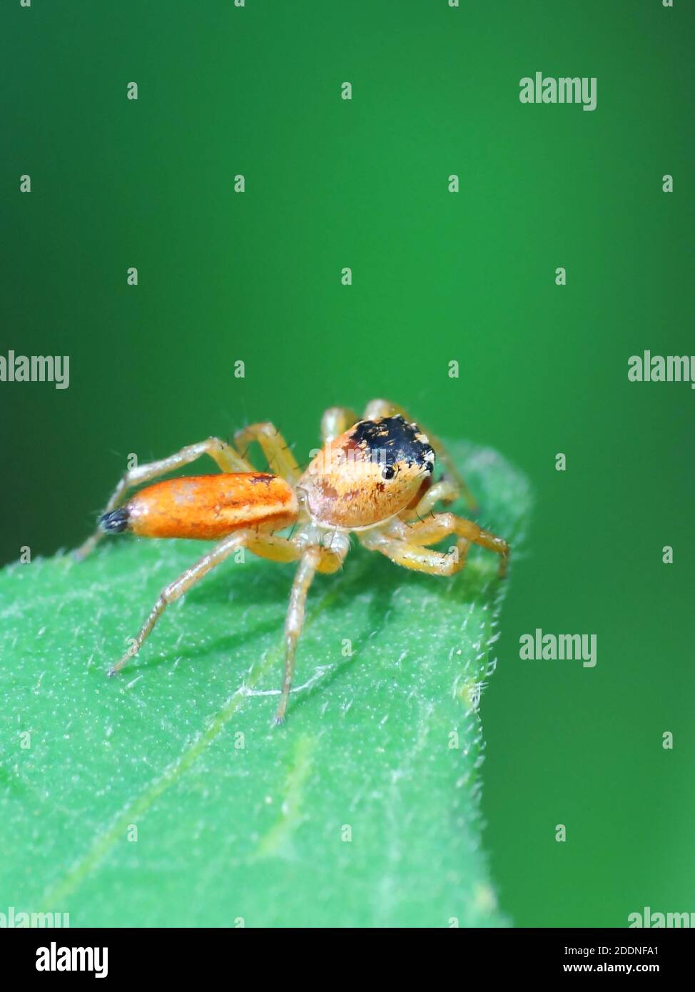 Spiders are air-breathing arthropods that have eight legs, fangs ...