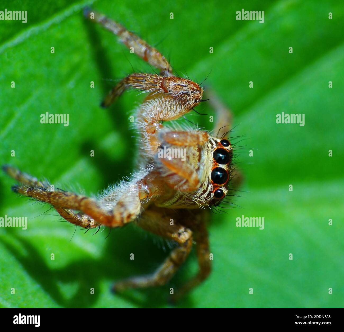 Spiders are air-breathing arthropods that have eight legs, fangs ...
