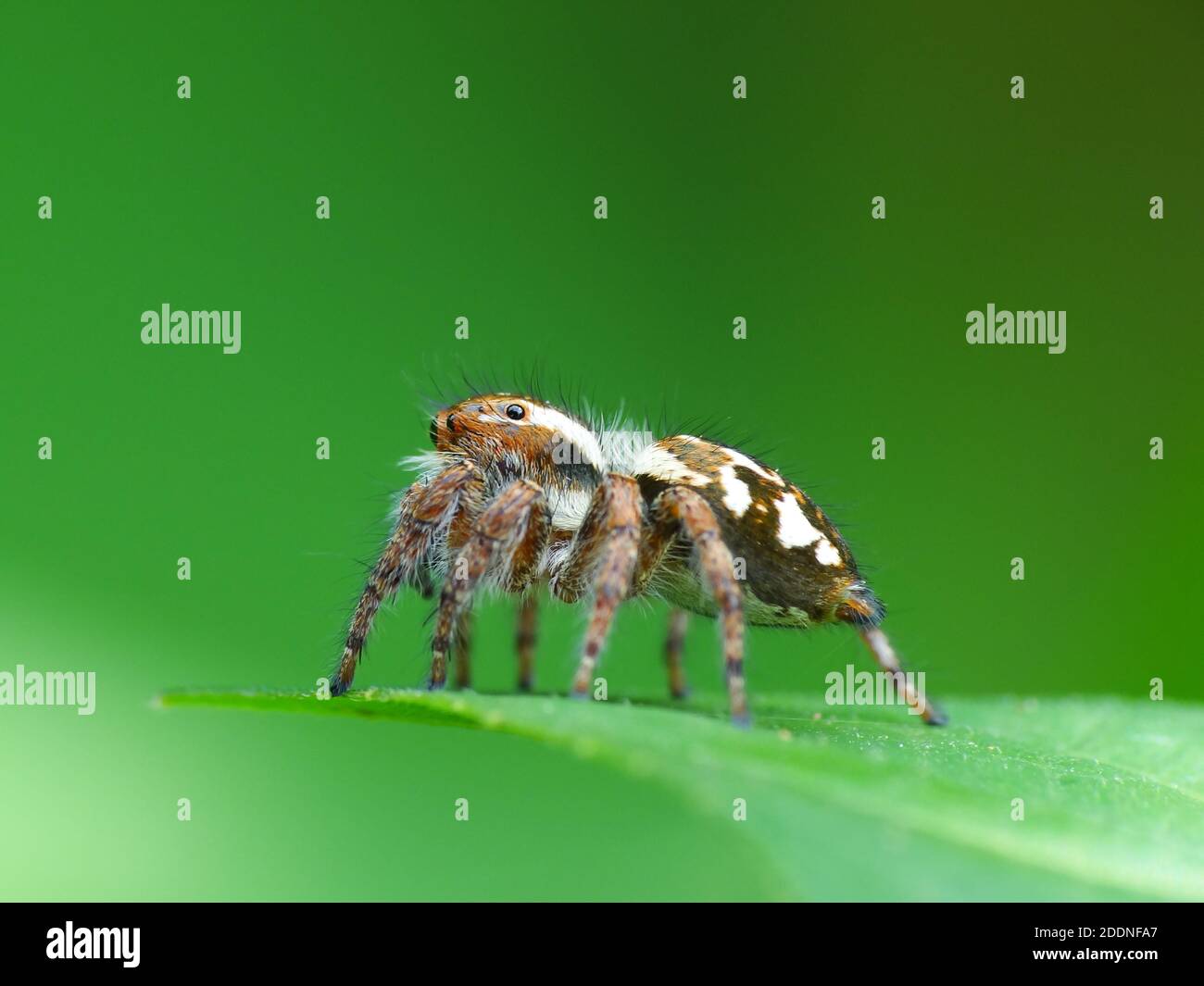 Spiders are air-breathing arthropods that have eight legs, fangs ...