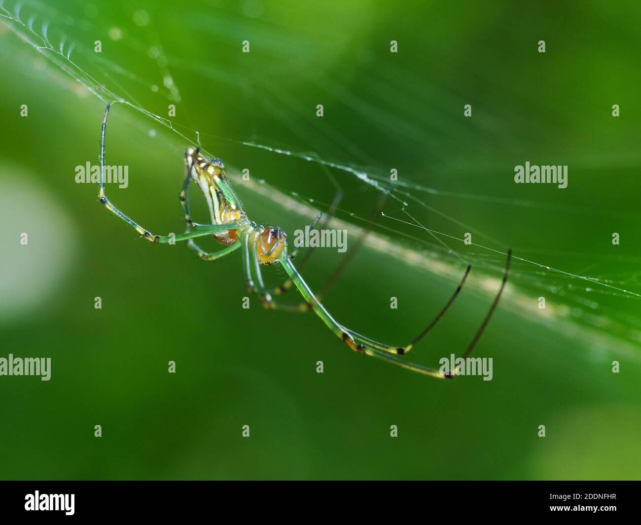 Spiders are air-breathing arthropods that have eight legs, fangs ...