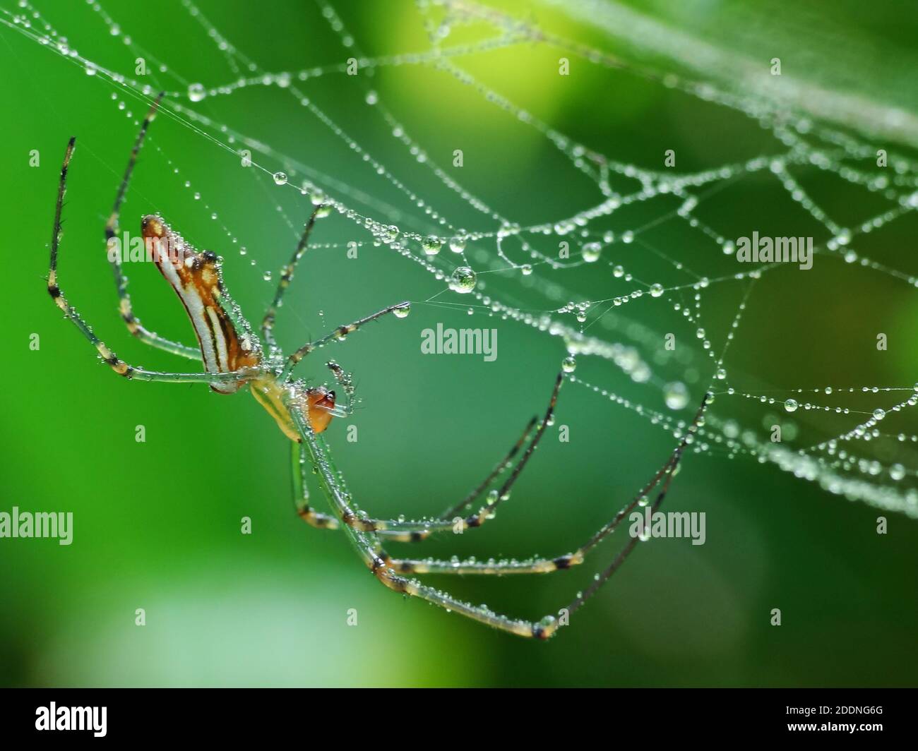 Spiders are air-breathing arthropods that have eight legs, fangs ...