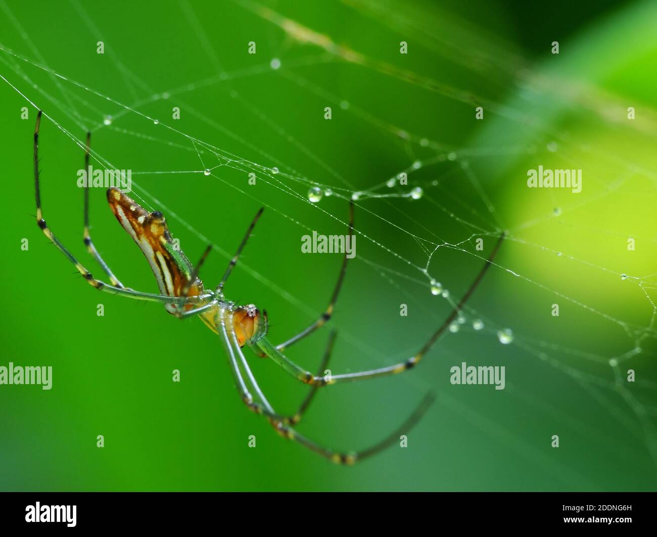 Spiders are air-breathing arthropods that have eight legs, fangs ...