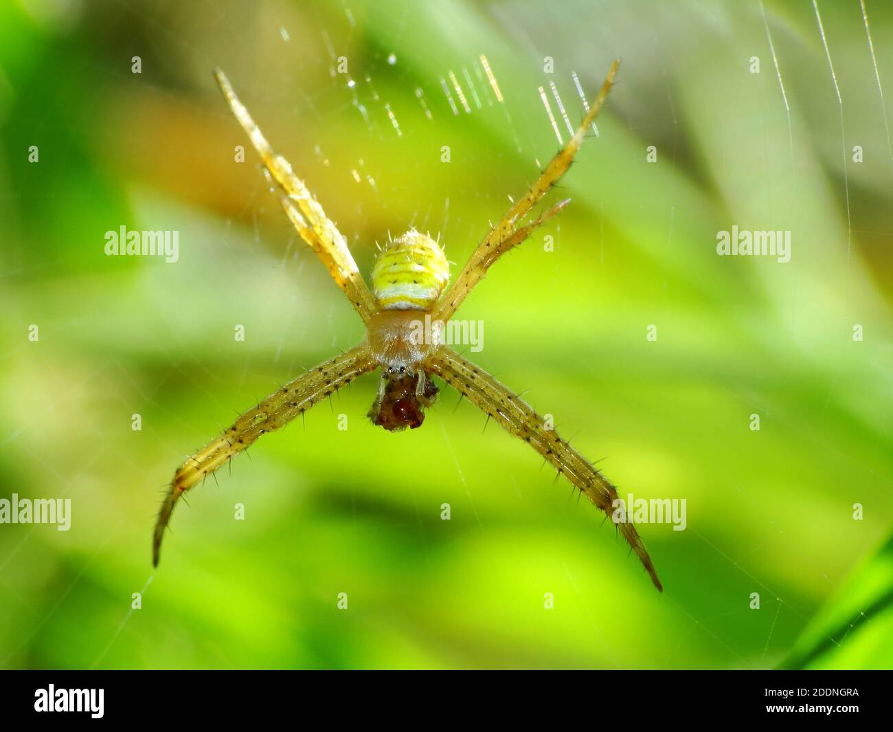 Spiders are air-breathing arthropods that have eight legs, fangs ...
