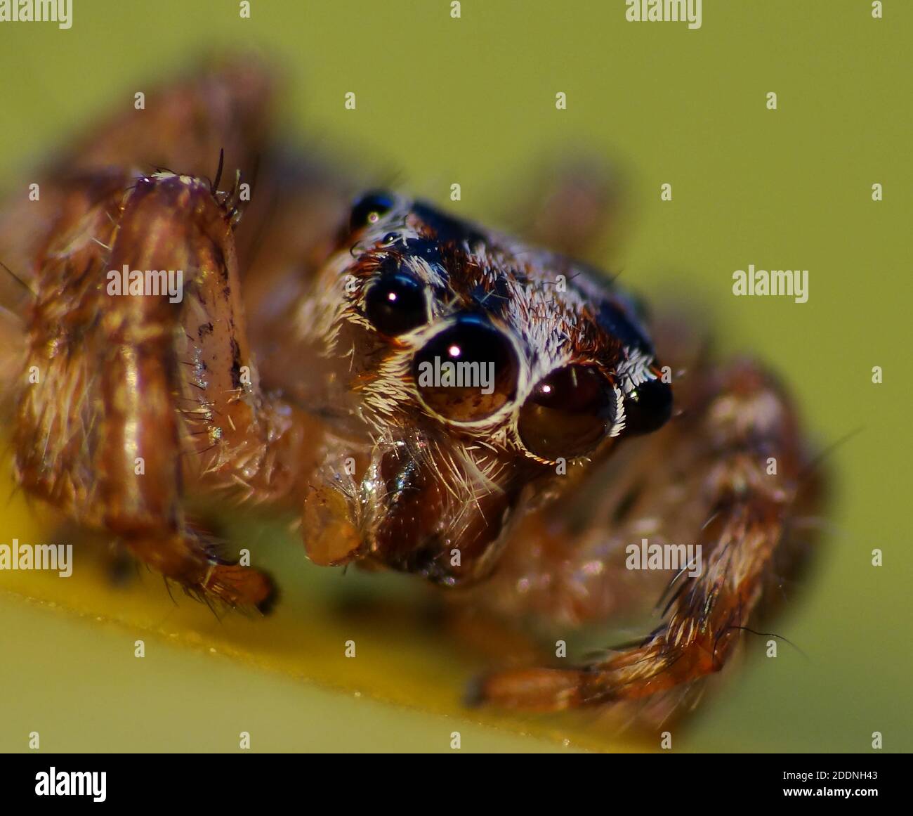 Spiders are air-breathing arthropods that have eight legs, fangs ...
