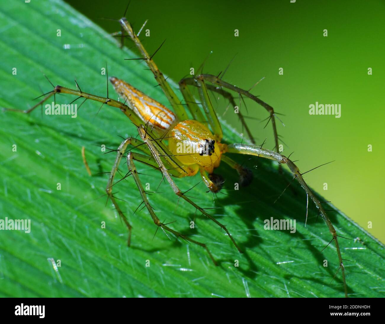 Spiders are air-breathing arthropods that have eight legs, fangs ...