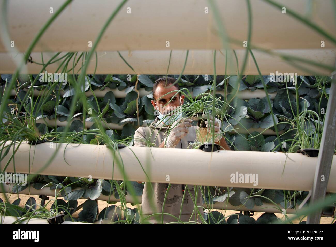 Gaza. 25th Nov, 2020. Abdullah Abu Halima works at his hydroponic farm ...