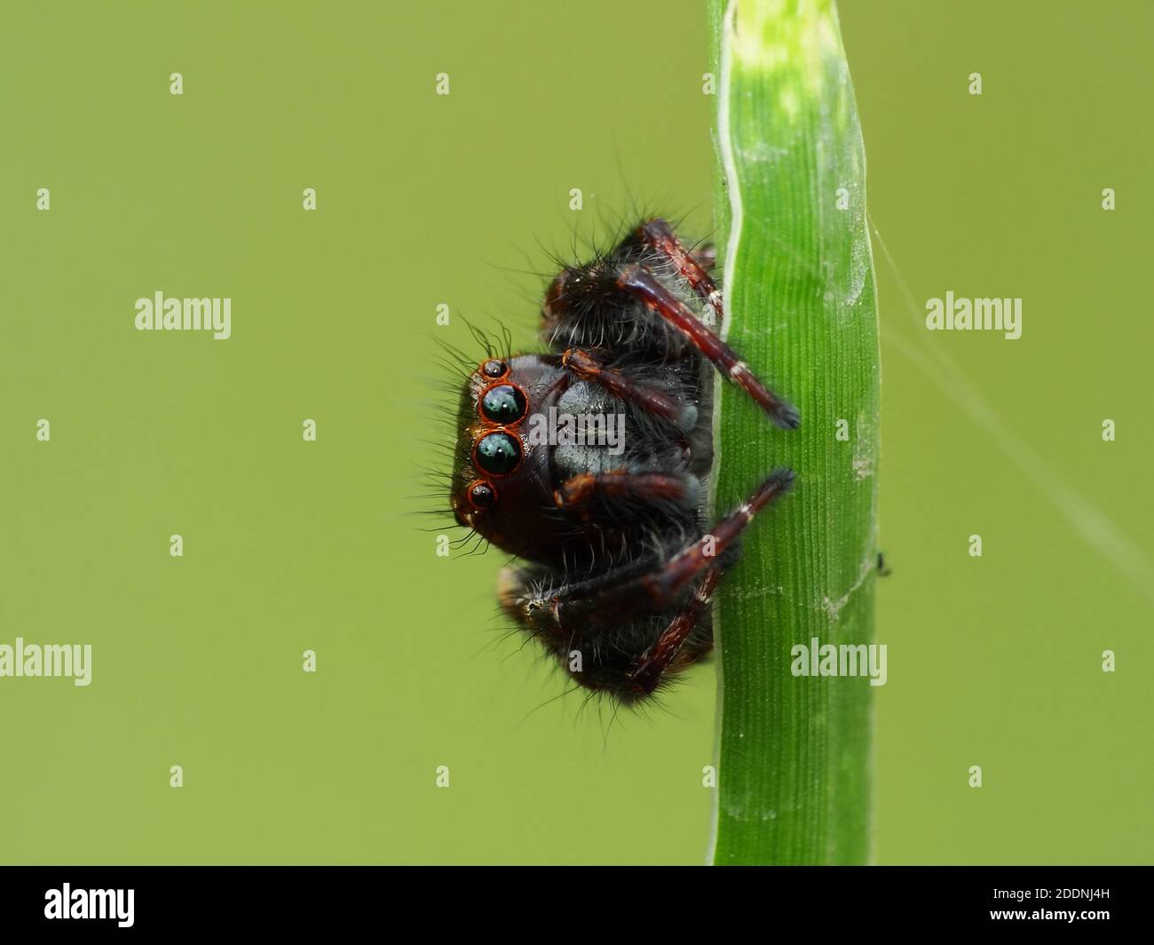 Spiders are air-breathing arthropods that have eight legs, fangs ...