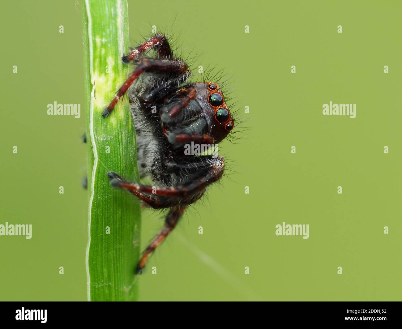 Spiders are air-breathing arthropods that have eight legs, fangs ...