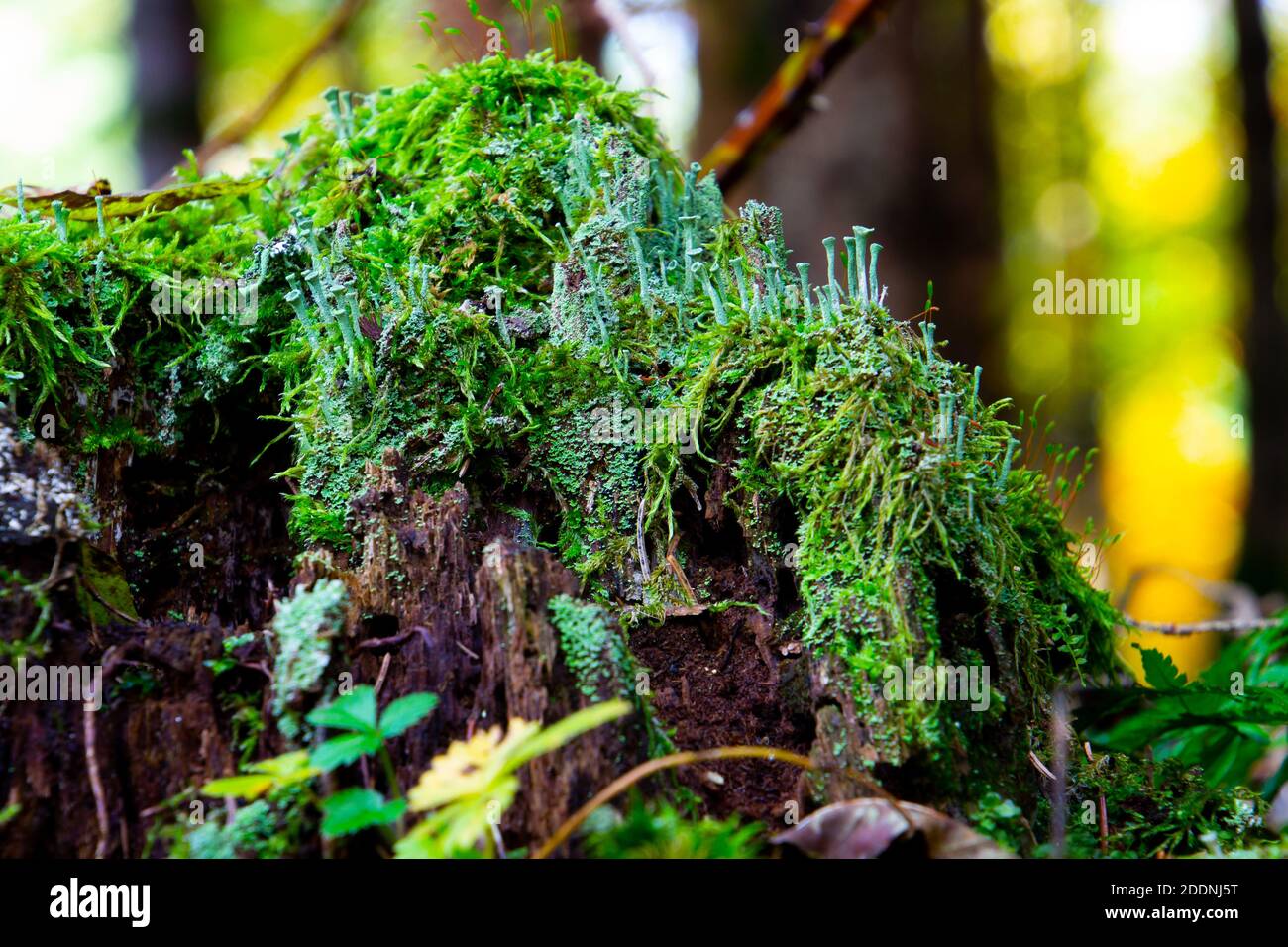 Pixie moss hi-res stock photography and images - Alamy