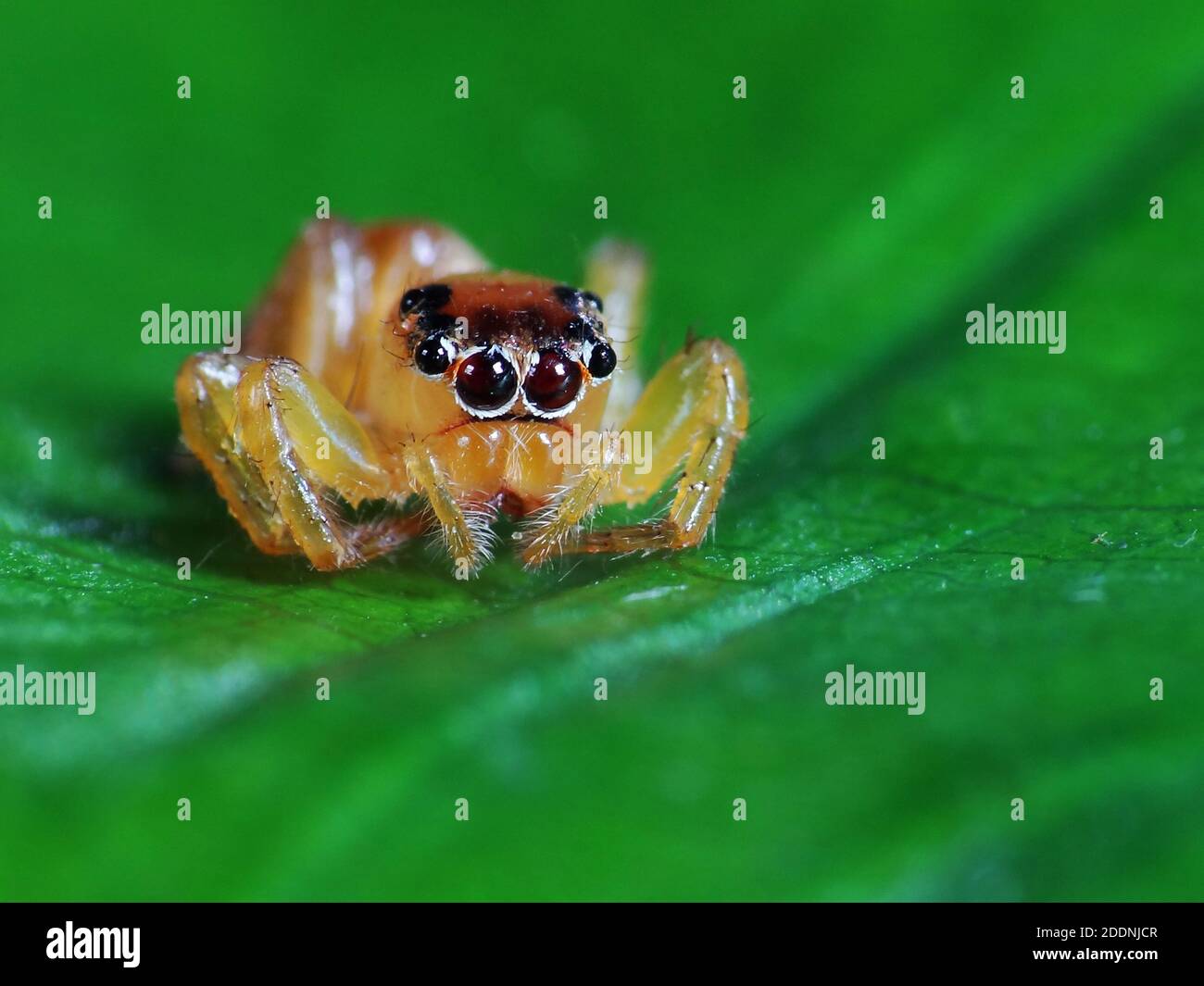 Spiders are air-breathing arthropods that have eight legs, fangs ...