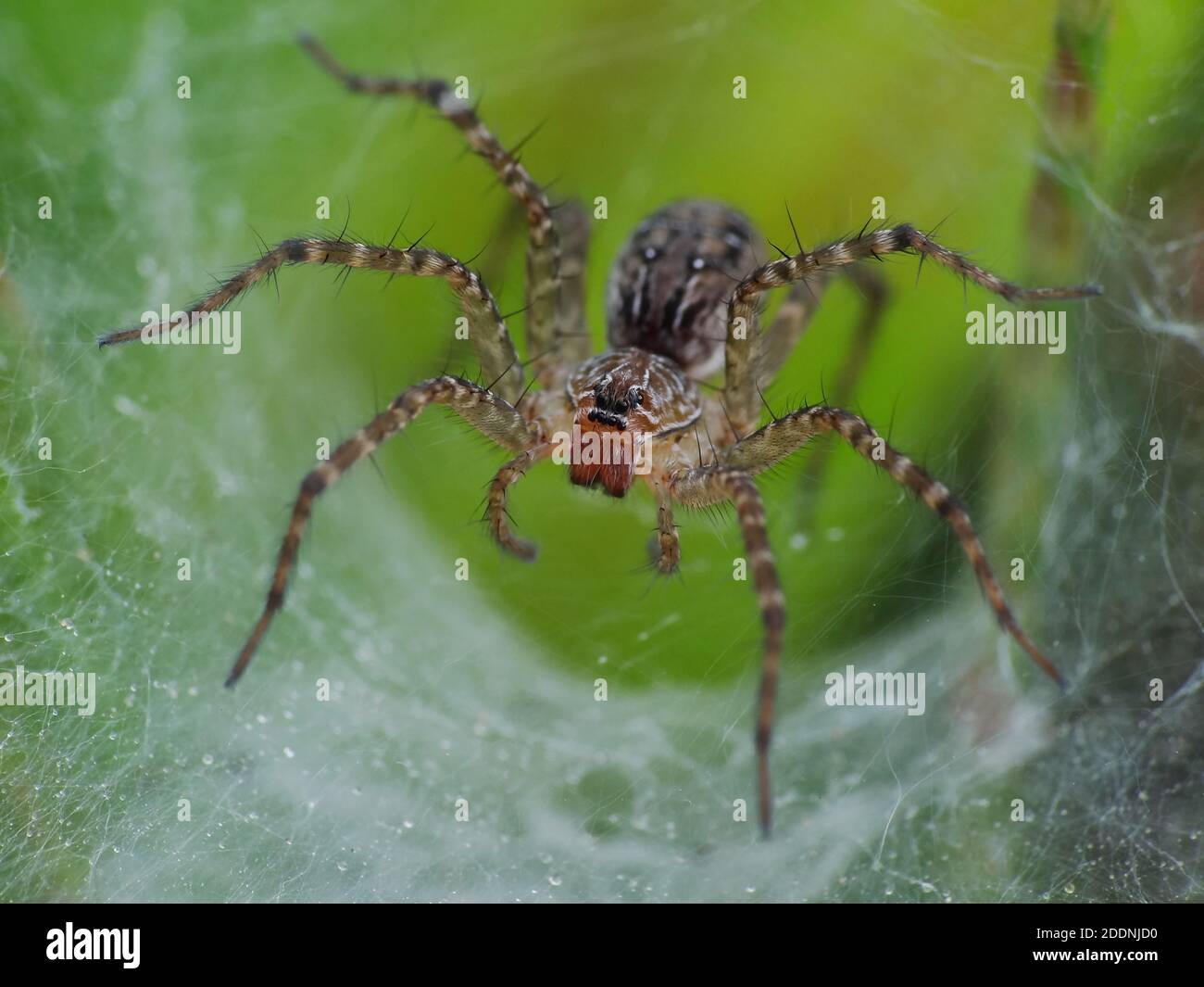 Spiders are air-breathing arthropods that have eight legs, fangs ...