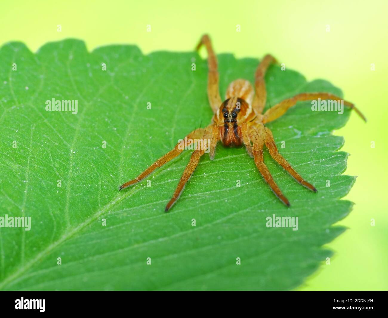 Spiders are air-breathing arthropods that have eight legs, fangs ...