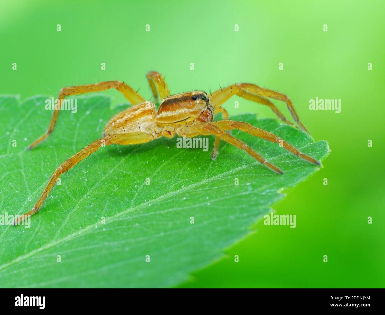 Spiders are air-breathing arthropods that have eight legs, fangs ...