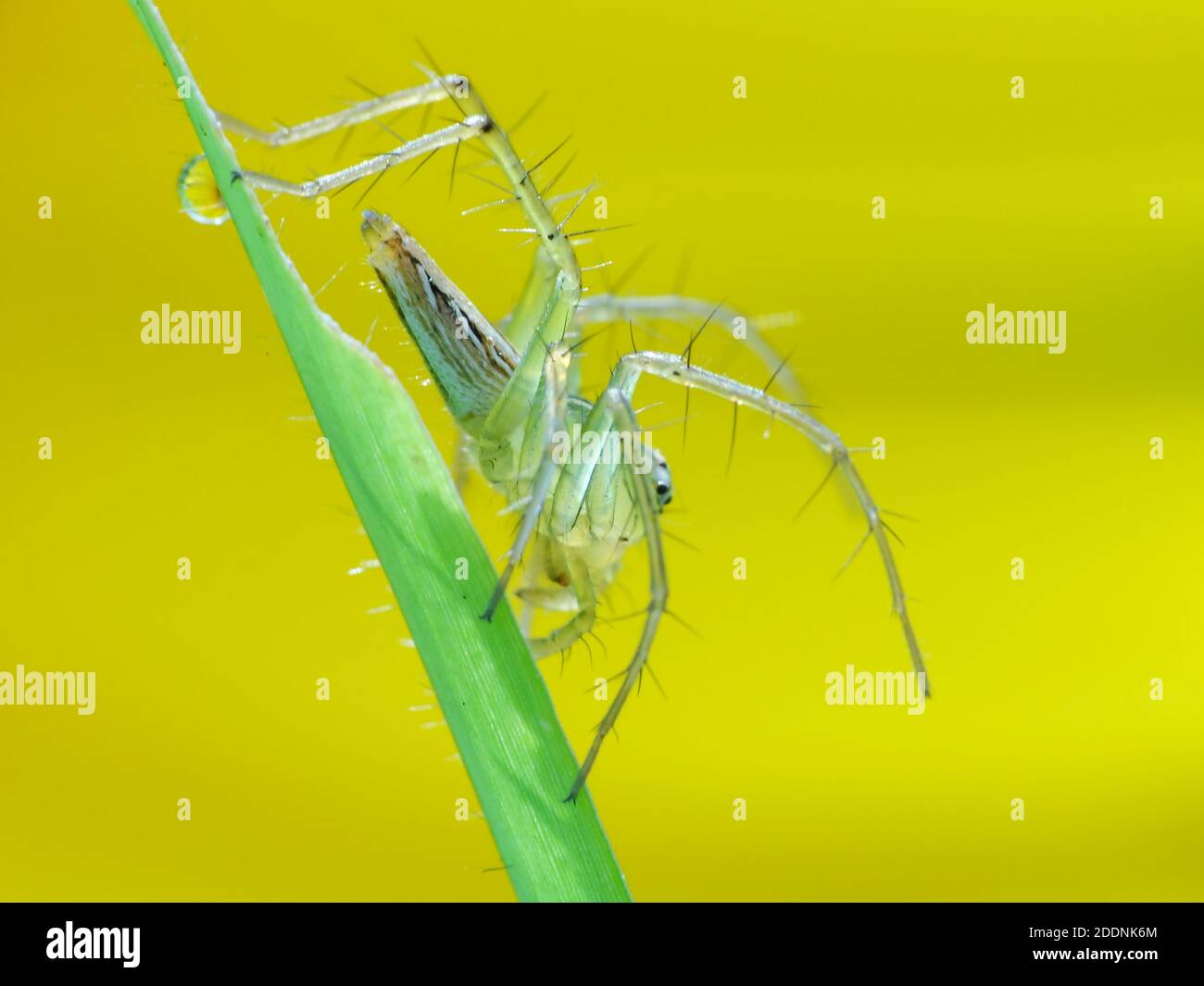 Spiders are air-breathing arthropods that have eight legs, fangs ...