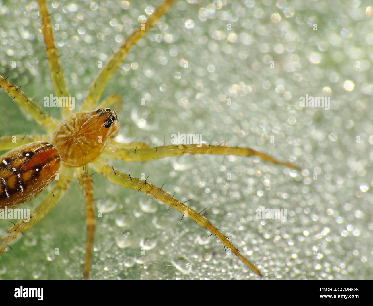 Spiders are air-breathing arthropods that have eight legs, fangs ...
