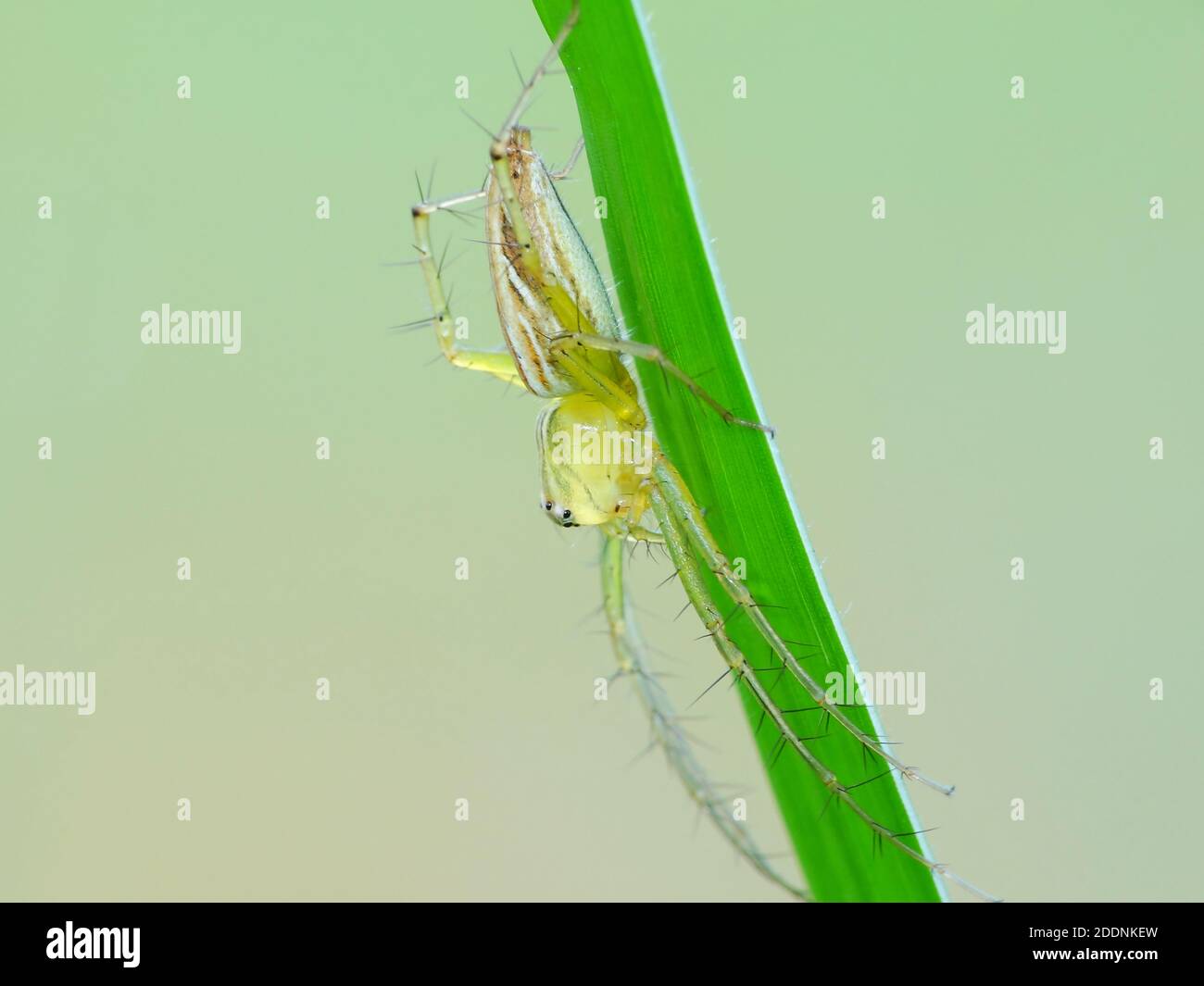 Spiders are air-breathing arthropods that have eight legs, fangs ...