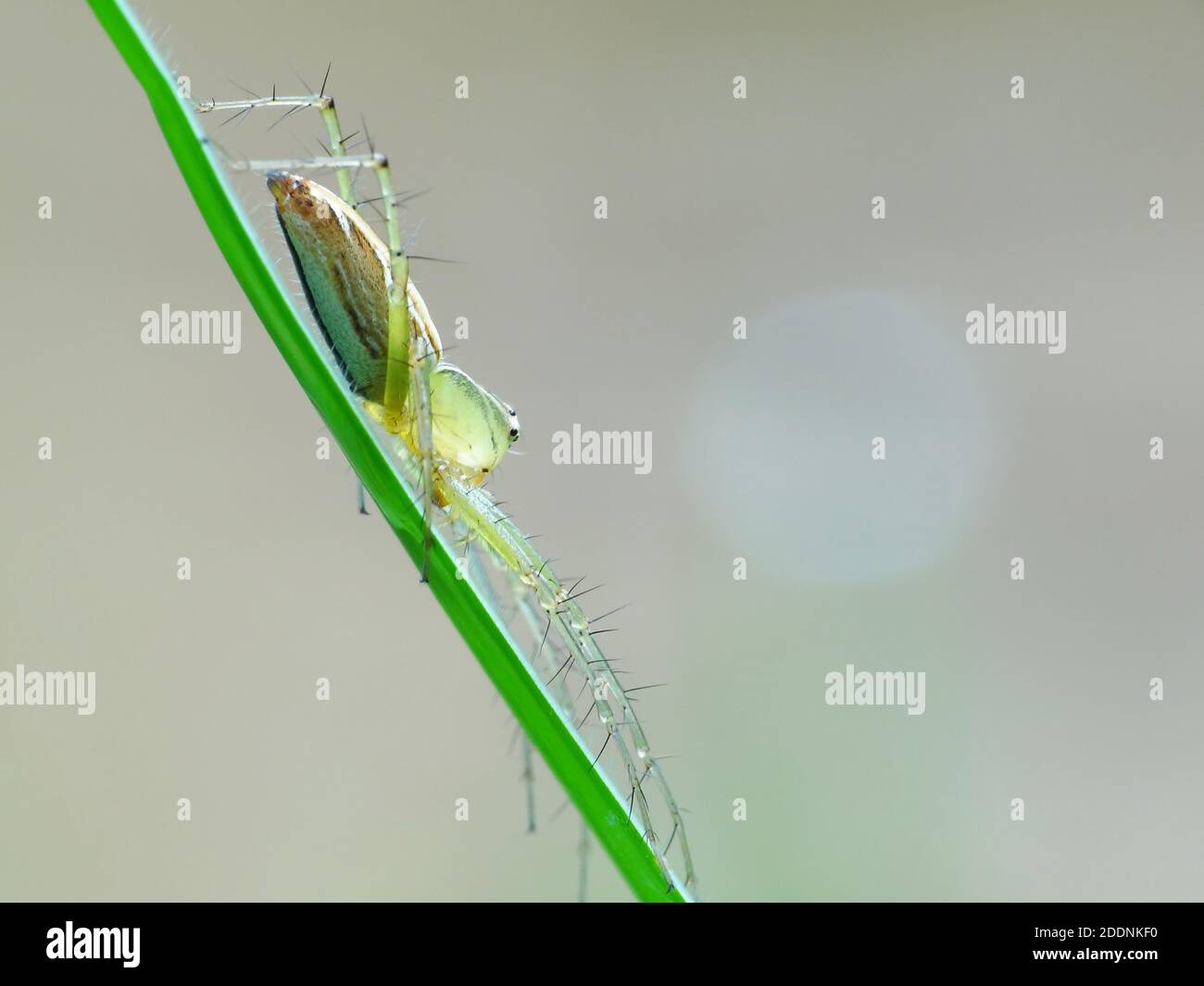 Spiders are air-breathing arthropods that have eight legs, fangs ...