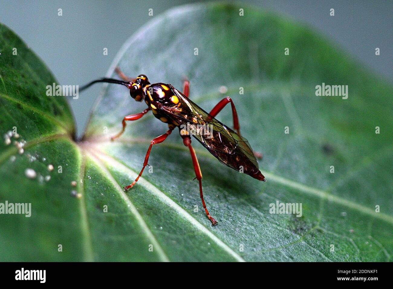 Red spider wasp (Sphictostethus nitidus Stock Photo - Alamy
