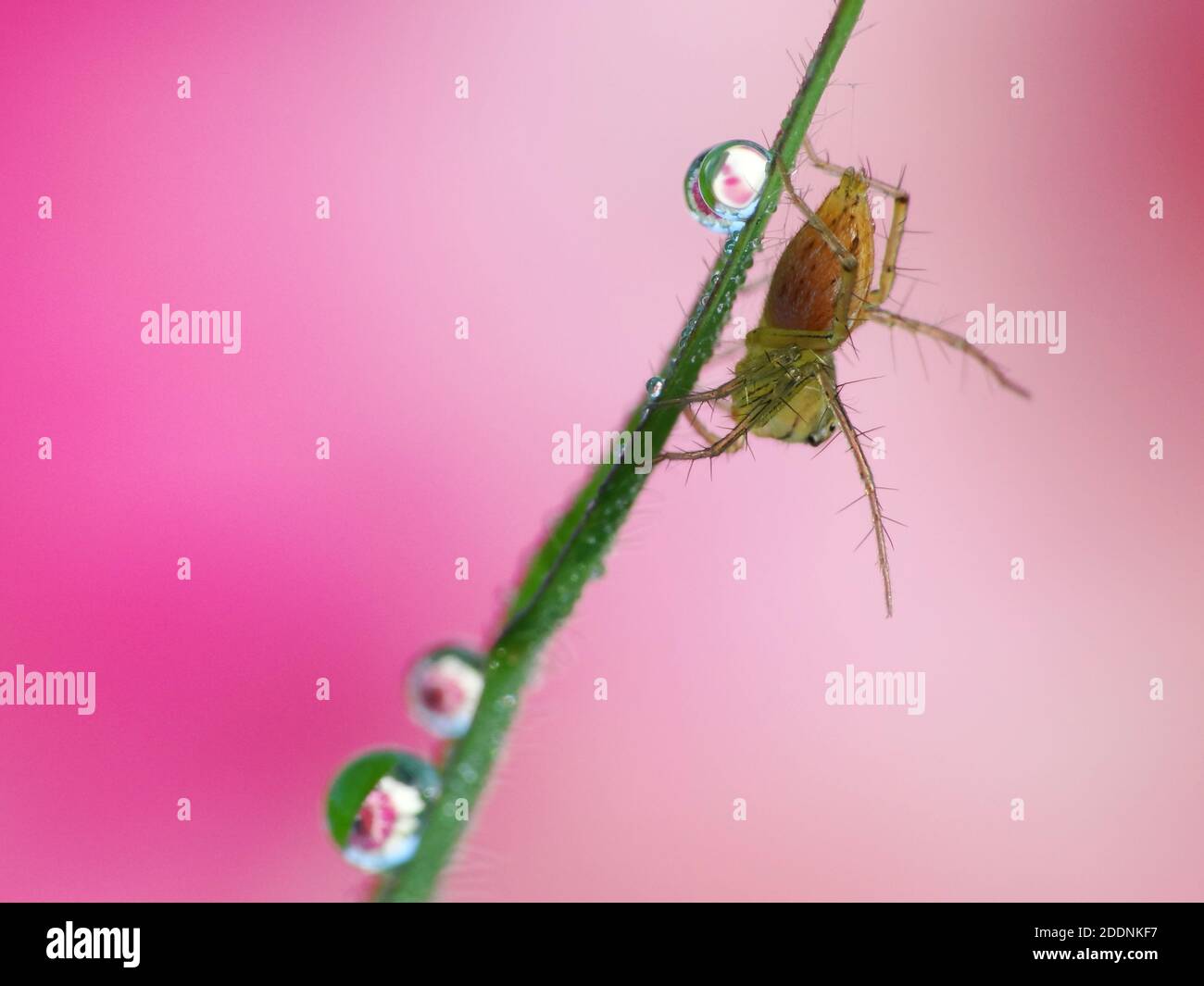 Spiders are air-breathing arthropods that have eight legs, fangs ...