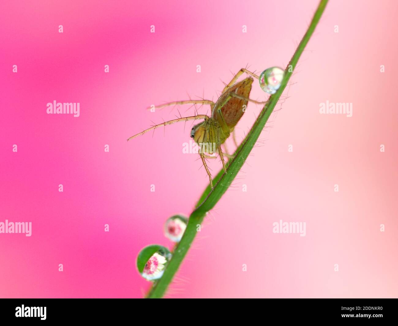 Fangs able to inject venom hi-res stock photography and images - Alamy