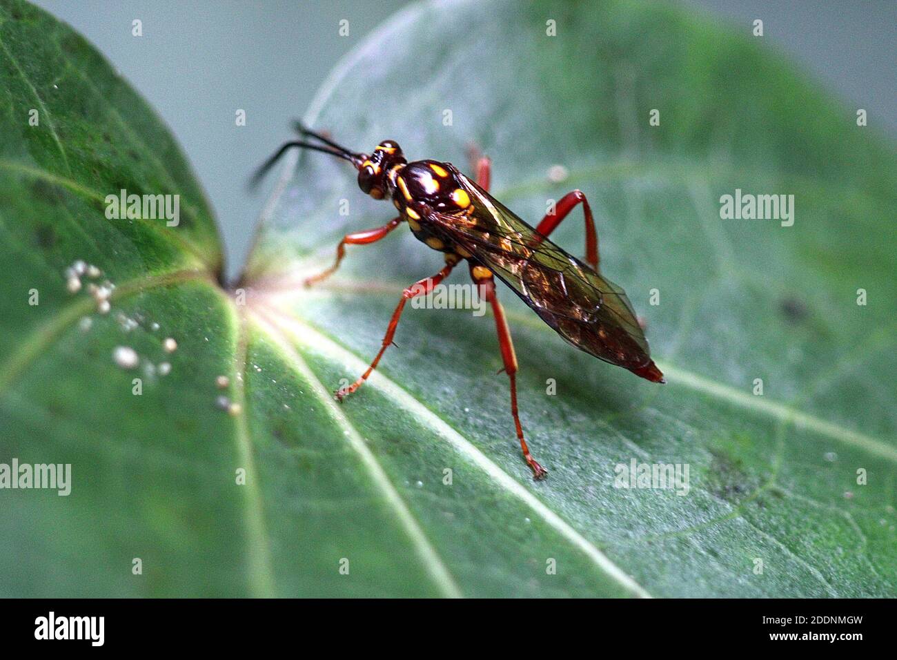 Red spider wasp (Sphictostethus nitidus Stock Photo - Alamy