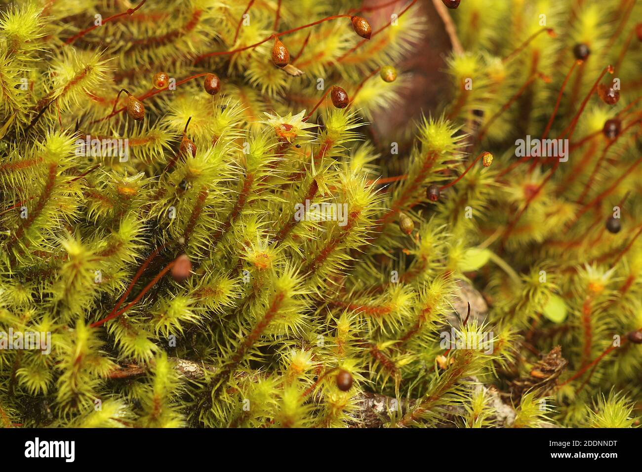 Moss sporangia (Ptychomnion aciculare Stock Photo - Alamy